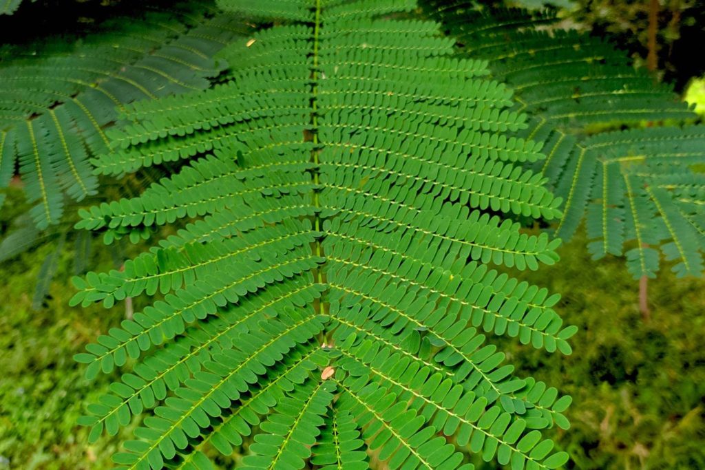 Acacia roja – “Delonix regia”, seleccionada Especie del Mes – Fundación ...