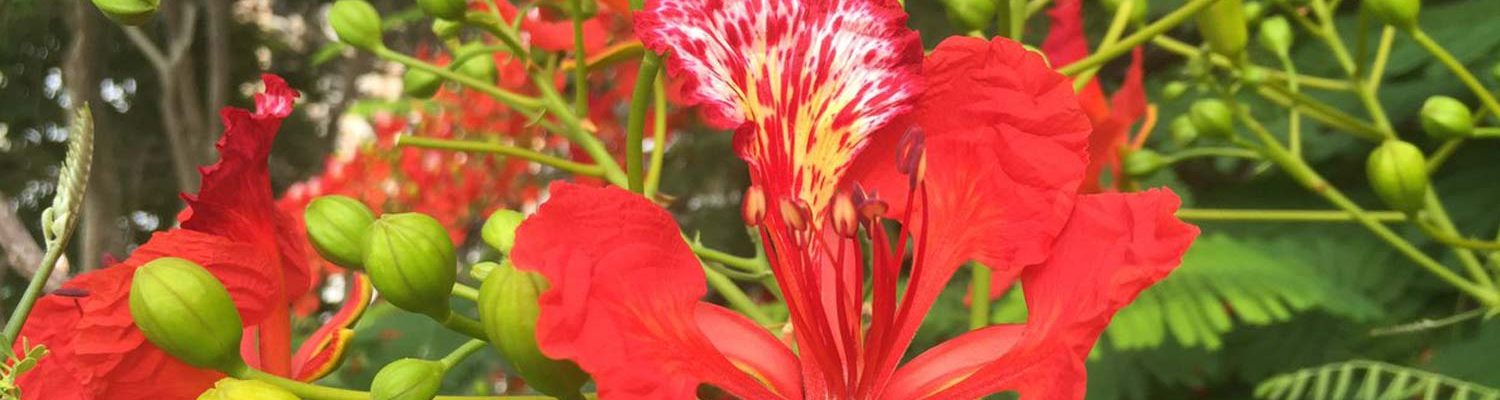 Acacia roja – “Delonix regia”, seleccionada Especie del Mes – Fundación ...