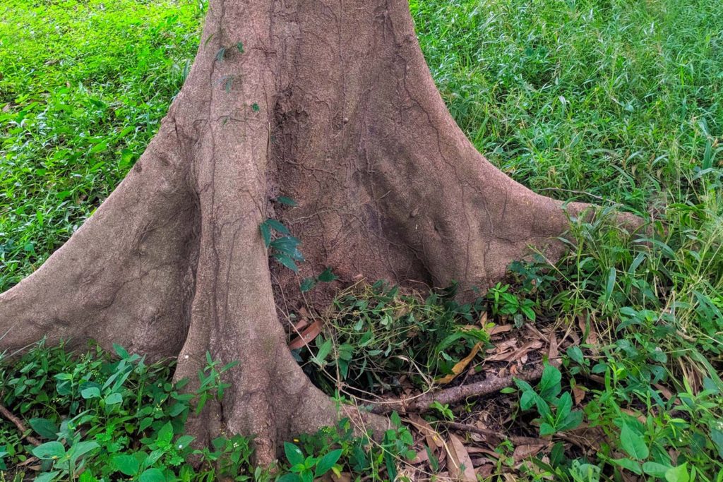Acacia roja – “Delonix regia”, seleccionada Especie del Mes – Fundación ...