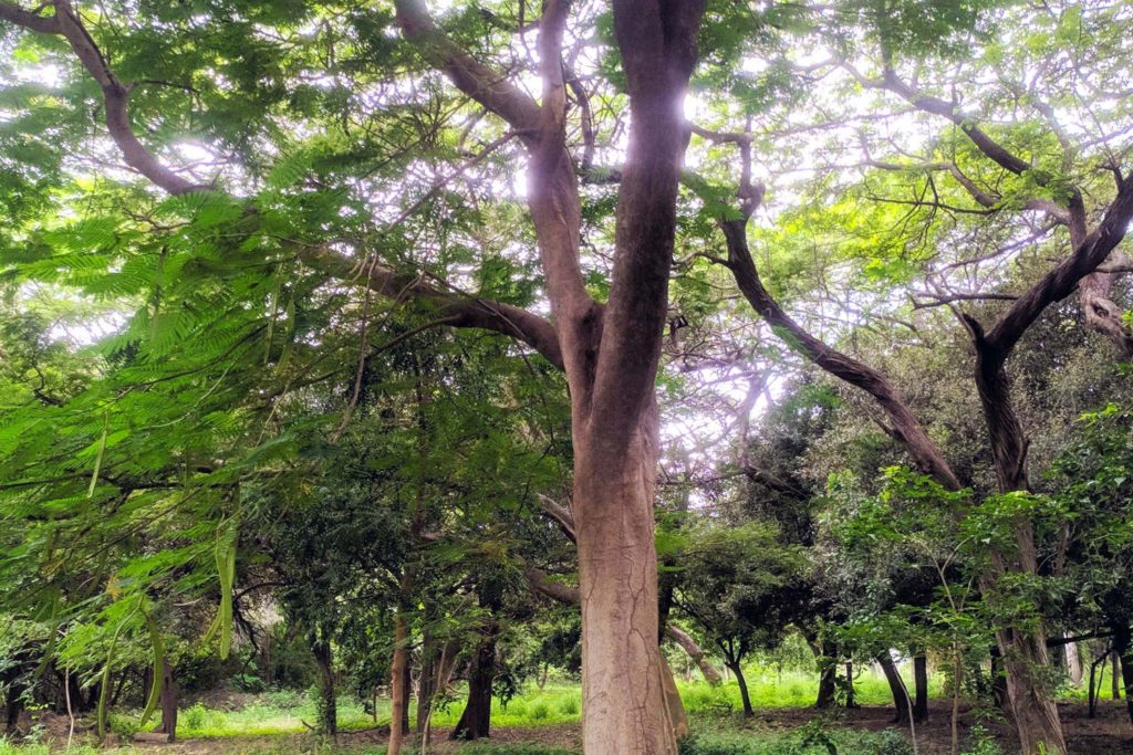 Acacia roja – “Delonix regia”, seleccionada Especie del Mes – Fundación ...