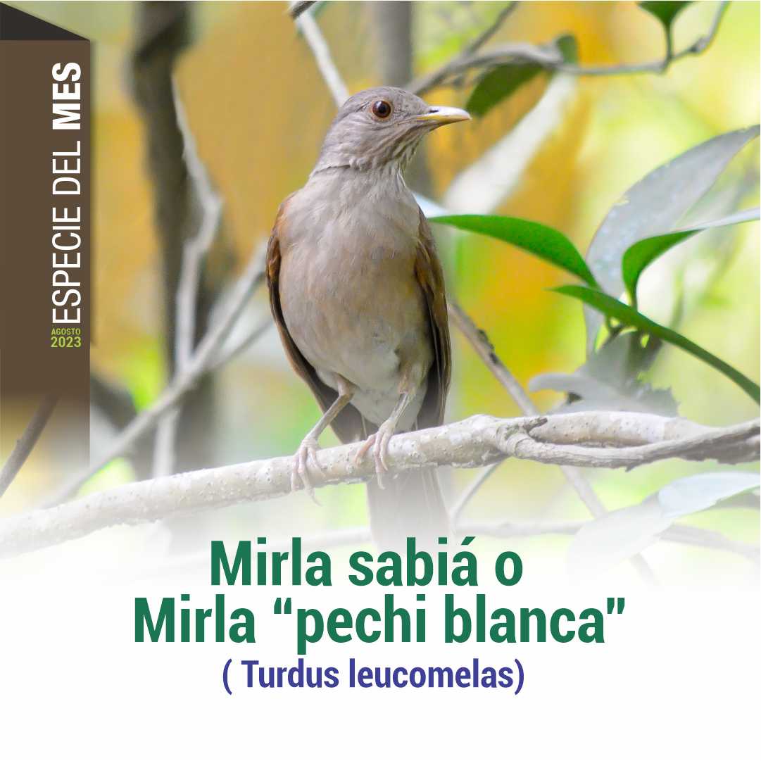 La Mirla – Especie del mes de Agosto – Fundación Museo Bolivariano ...