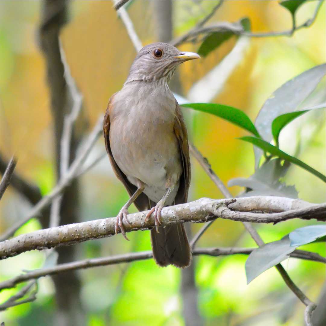 La Mirla – Especie del mes de Agosto – Fundación Museo Bolivariano ...