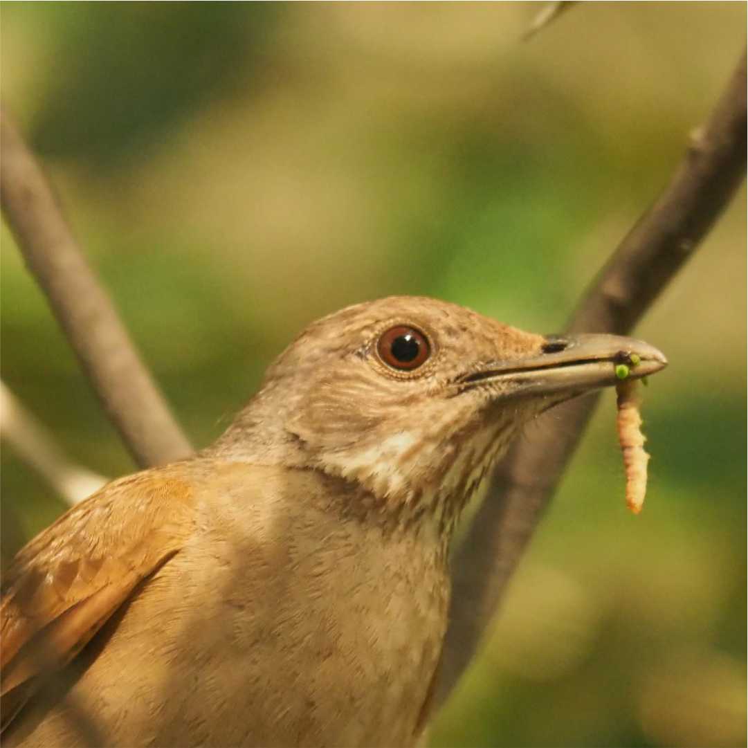 La Mirla – Especie del mes de Agosto – Fundación Museo Bolivariano ...