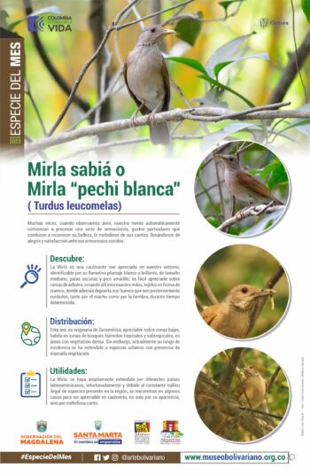 La Mirla – Especie del mes de Agosto – Fundación Museo Bolivariano ...