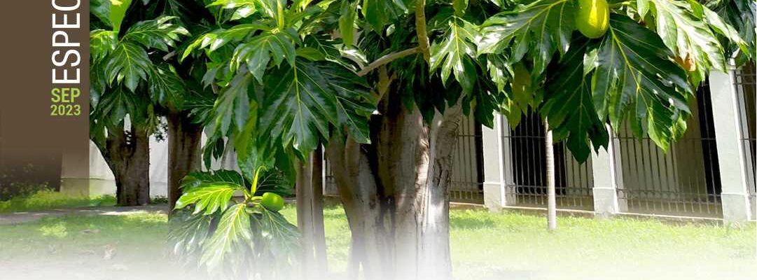 Árbol del Pan / Artocarpus altilis – Especie del mes de Septiembre ...