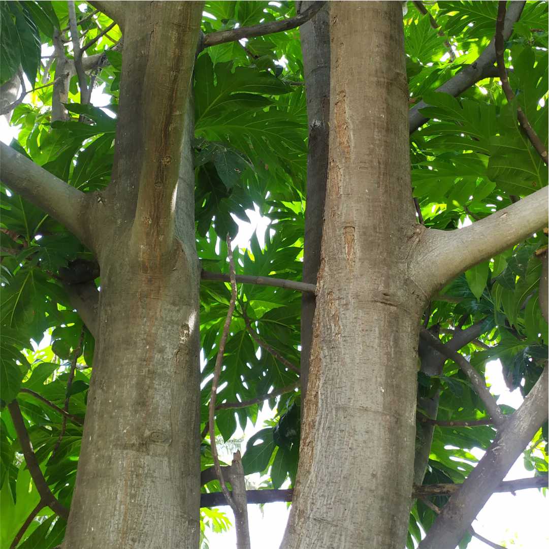 Árbol del Pan / Artocarpus altilis – Especie del mes de Septiembre ...